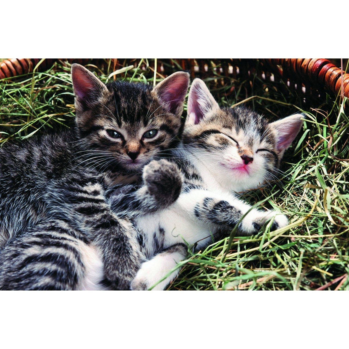 For the Love of Cats