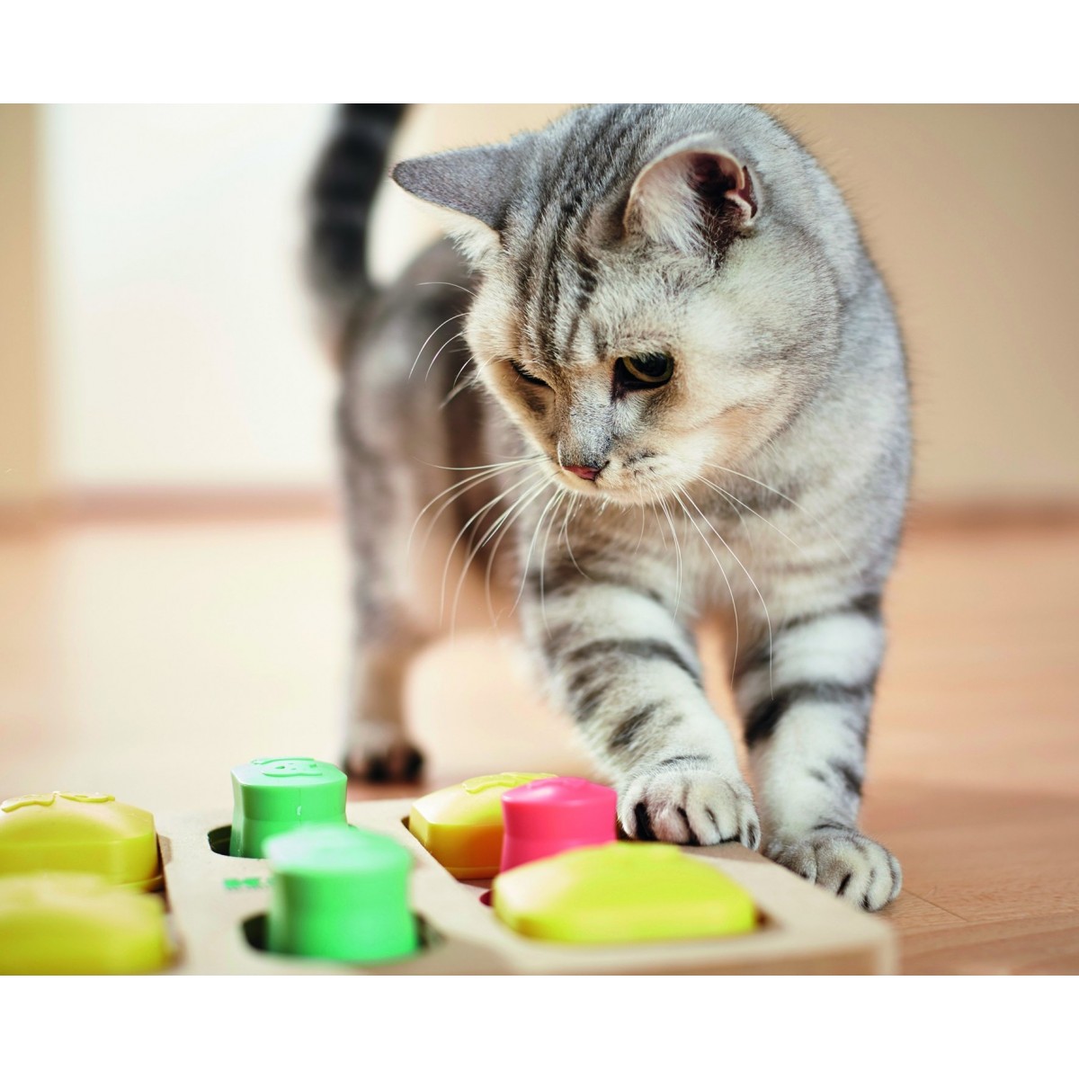 For the Love of Cats